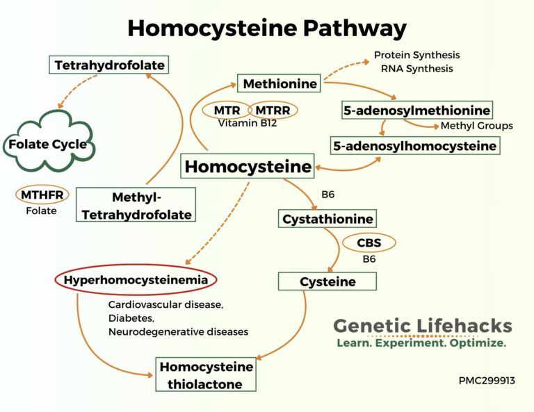 Homocysteine: Genetics, High Homocysteine Levels, and Solutions