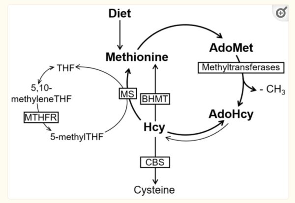 Homocysteine: Genetics, High Homocysteine Levels, and Solutions