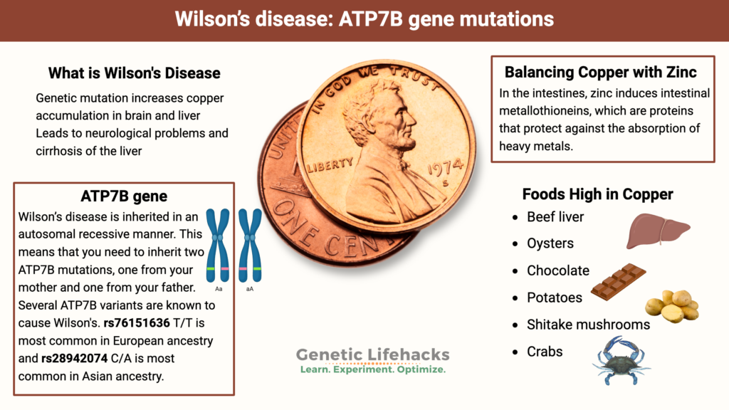 Wilson's disease: ATP7B Gene Mutations and Copper Accumulation in the Brain