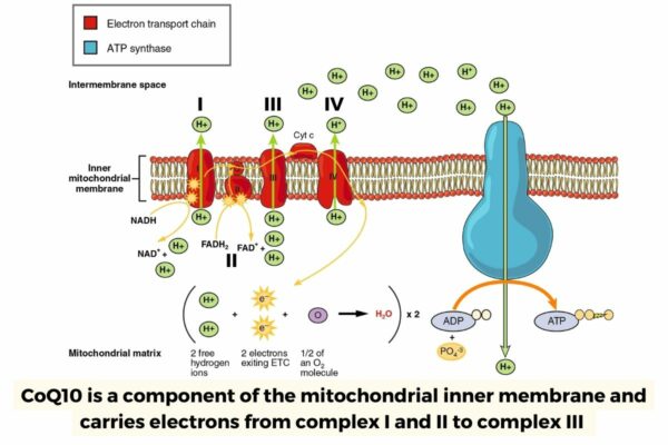 CoQ10: Genes, Benefits, and Mitochondrial Energy