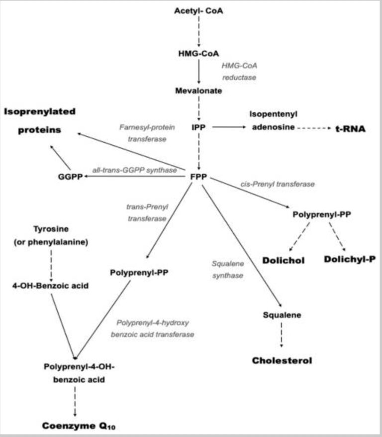 CoQ10: Genes, Benefits, and Mitochondrial Energy