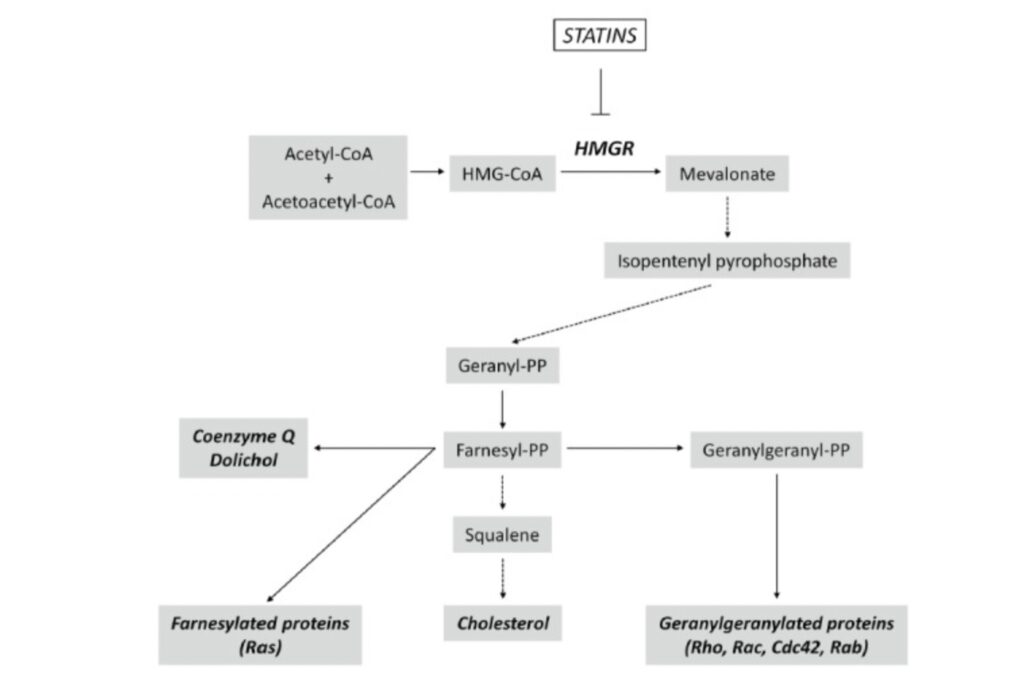 Statins and Brain Fog: Exploring how statins impact memory and ...