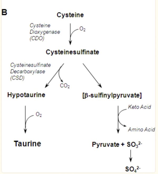 Taurine: Research on Healthspan and Supplements
