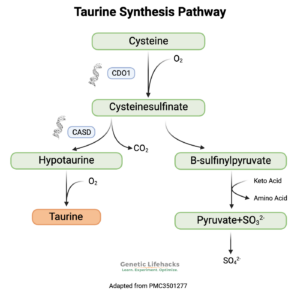 Taurine: Healthspan, Mitochondrial Function, and Heart Health