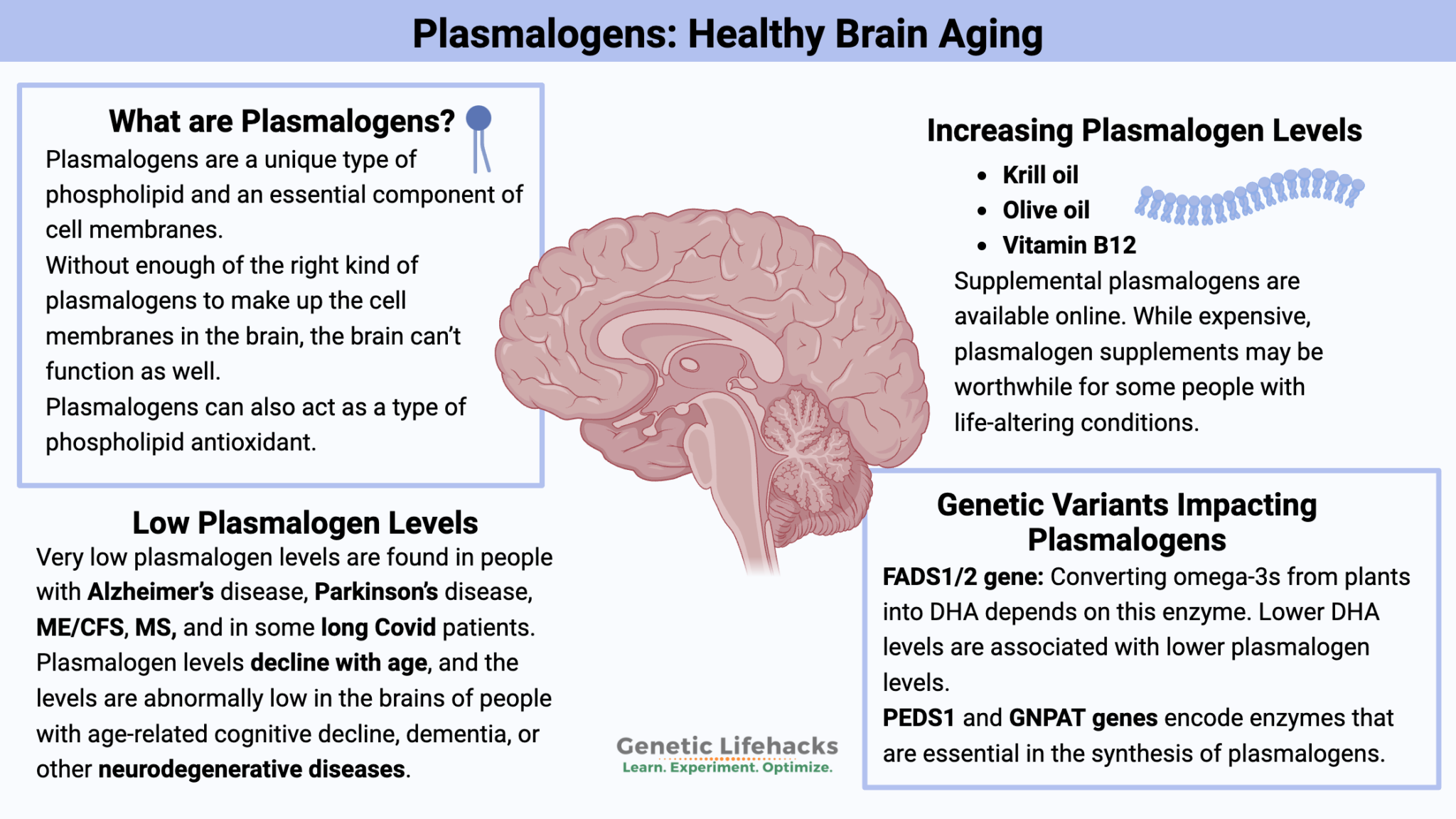 Plasmalogens: Healthy Brain Aging and More