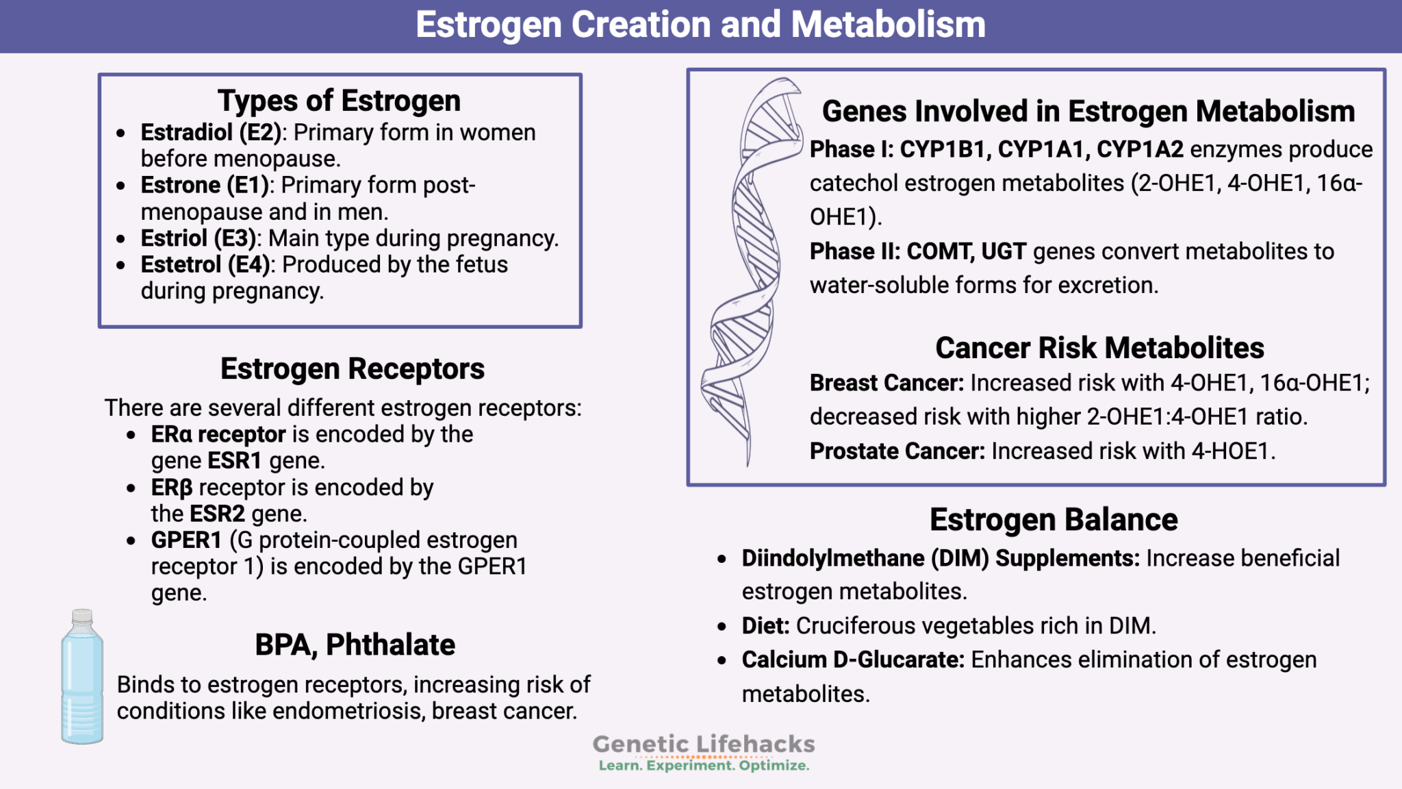 Estrogen: How It Is Made and How We Get Rid of It