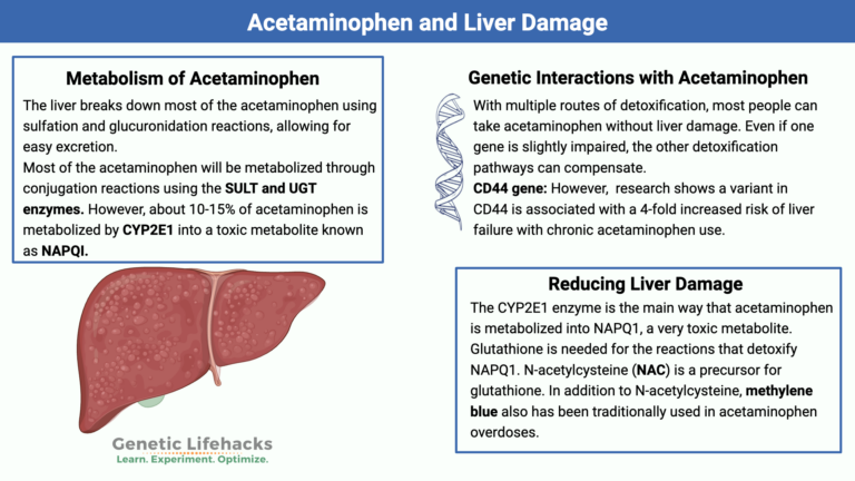 Acetaminophen Toxicity: How Genetic Susceptibility Combines with ...