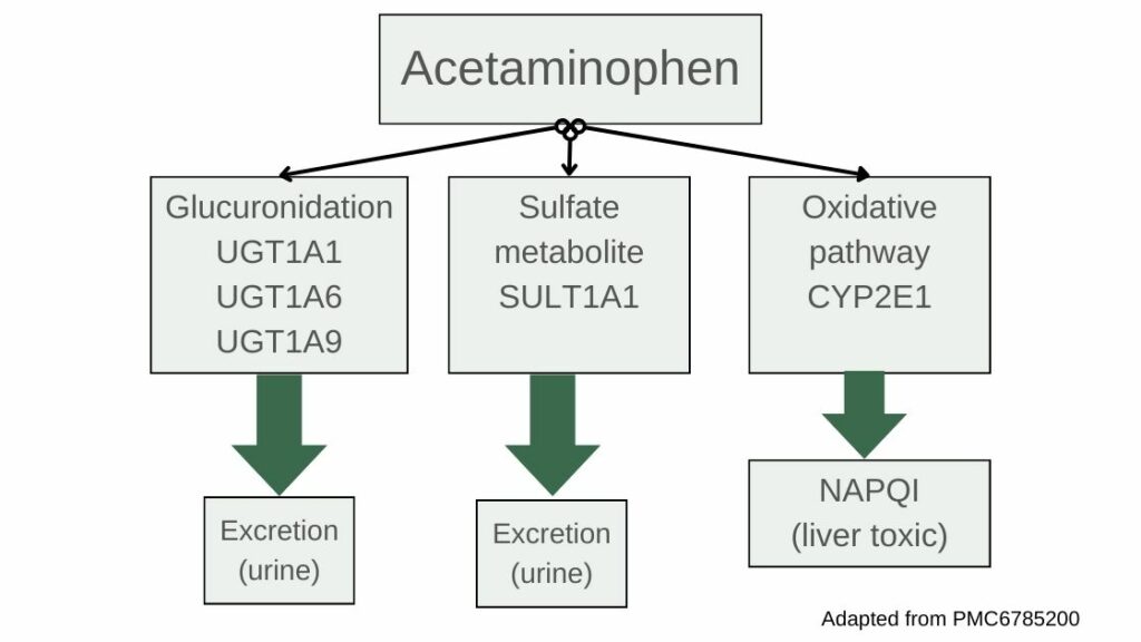 Acetaminophen Toxicity: How Genetic Susceptibility Combines with ...