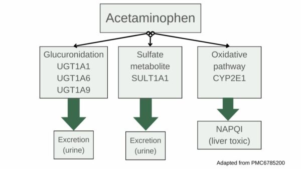 Acetaminophen Toxicity: How Genetic Susceptibility Combines with ...
