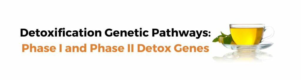 Detoxification: Phase I and Phase II Detox Genes - Genetic Lifehacks