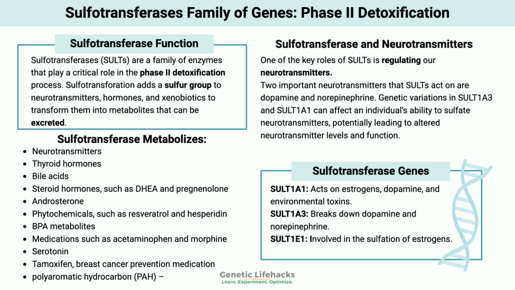 Sulfotransferases: SULT Genes, Phase II Detoxification, and Sulfur