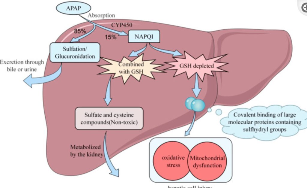 Acetaminophen Toxicity: How Genetic Susceptibility Combines with ...