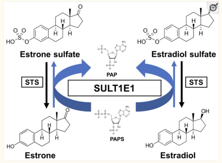 Sulfotransferases: SULT Genes, Phase II Detoxification, and Sulfur