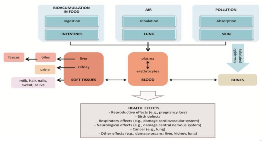 Getting the Lead Out: Genetics and Lead Exposure