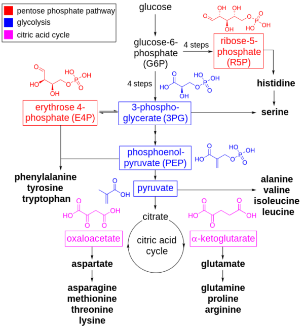 Glutamate: Synthesis, transport, and supplement interactions