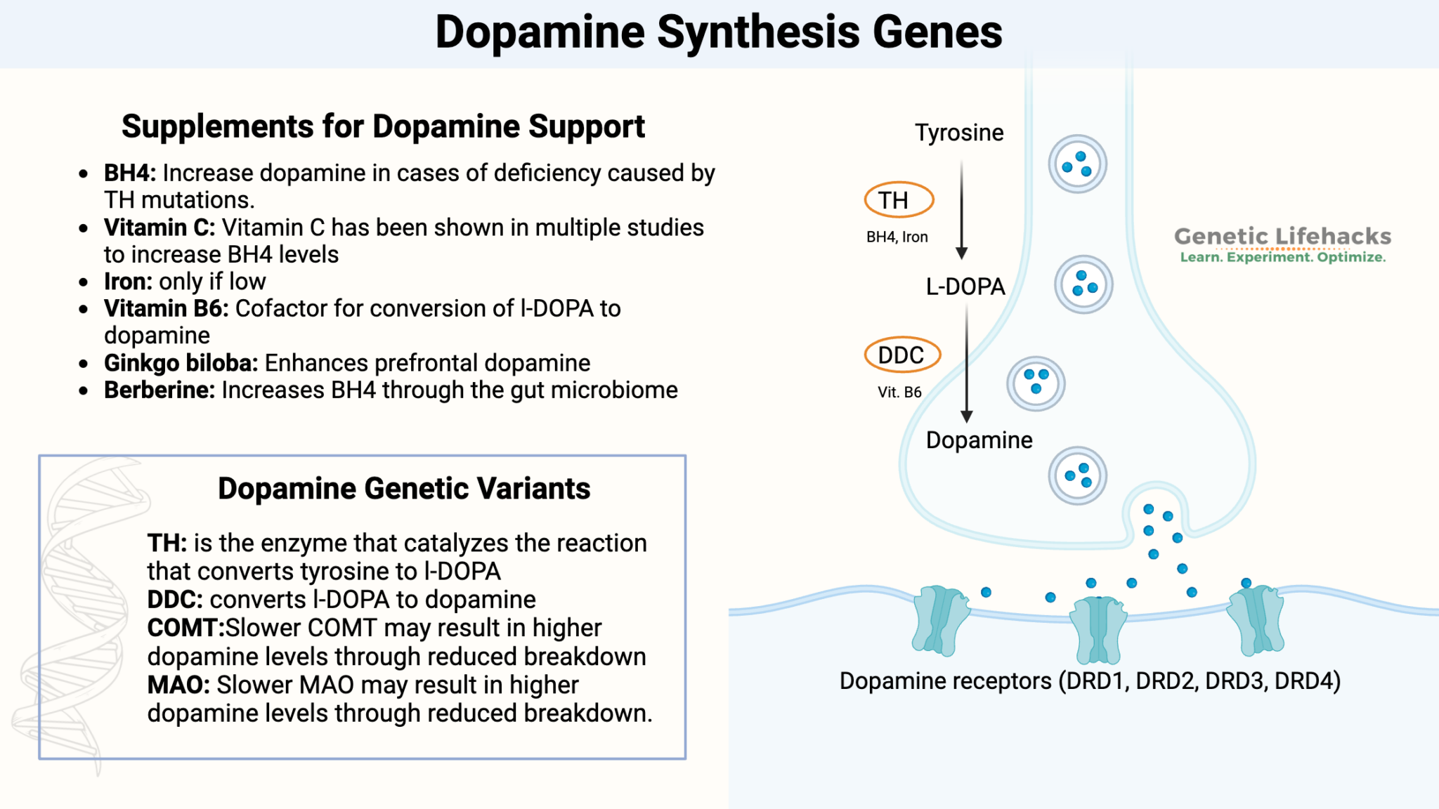 Dopamine Synthesis SNPs: Genes, lifestyle, diet, and dopamine optimization