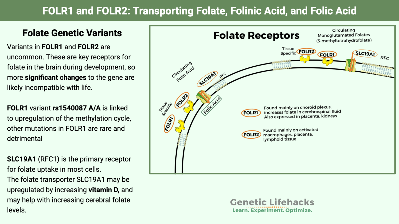 Methylation Cycle Articles and Genes - Genetic Lifehacks