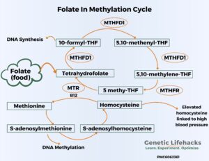 MTHFR Mutation: What is it? How to check your raw data.
