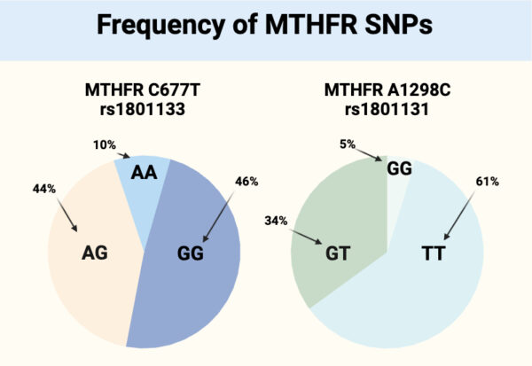 Mthfr Mutation What Is It How To Check Your Raw Data