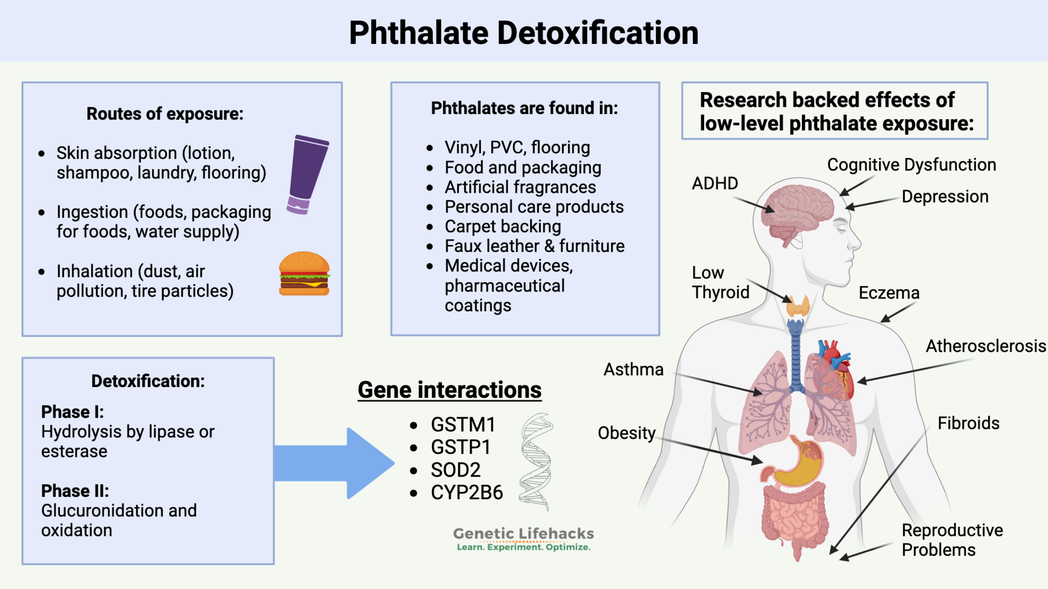 Phthalates: Genes, Diet, and Detoxification Pathways - Genetic Lifehacks