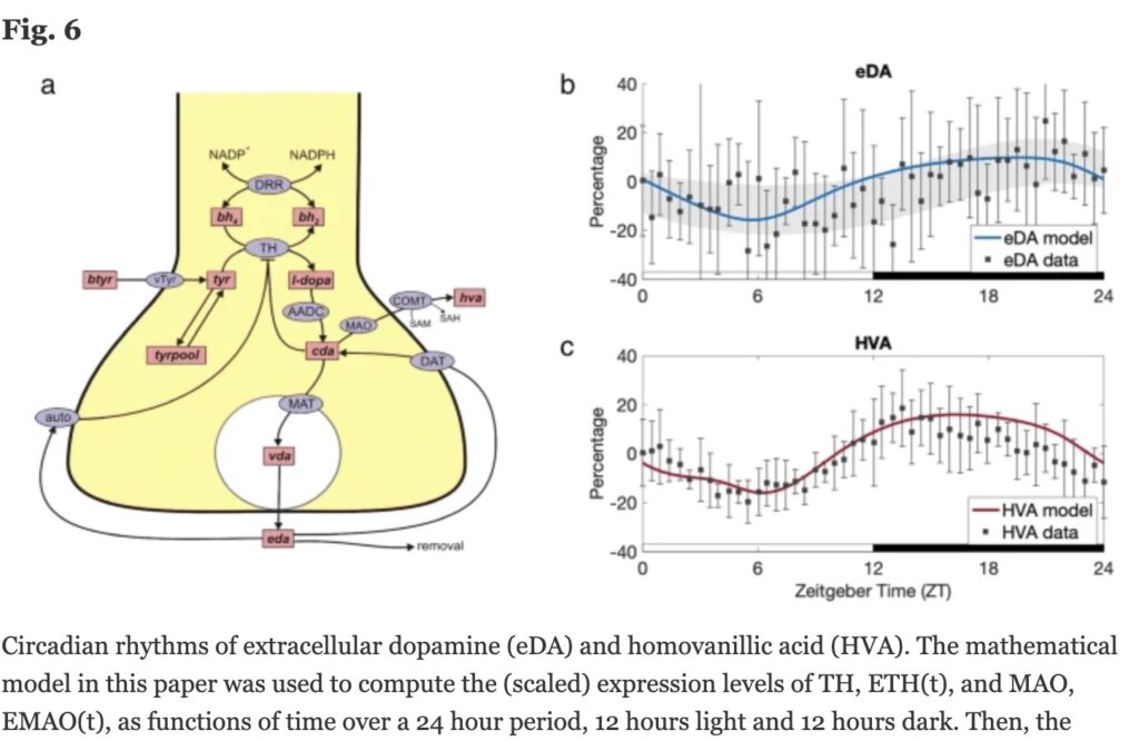 Dopamine Synthesis SNPs: Genes, lifestyle, diet, and dopamine optimization