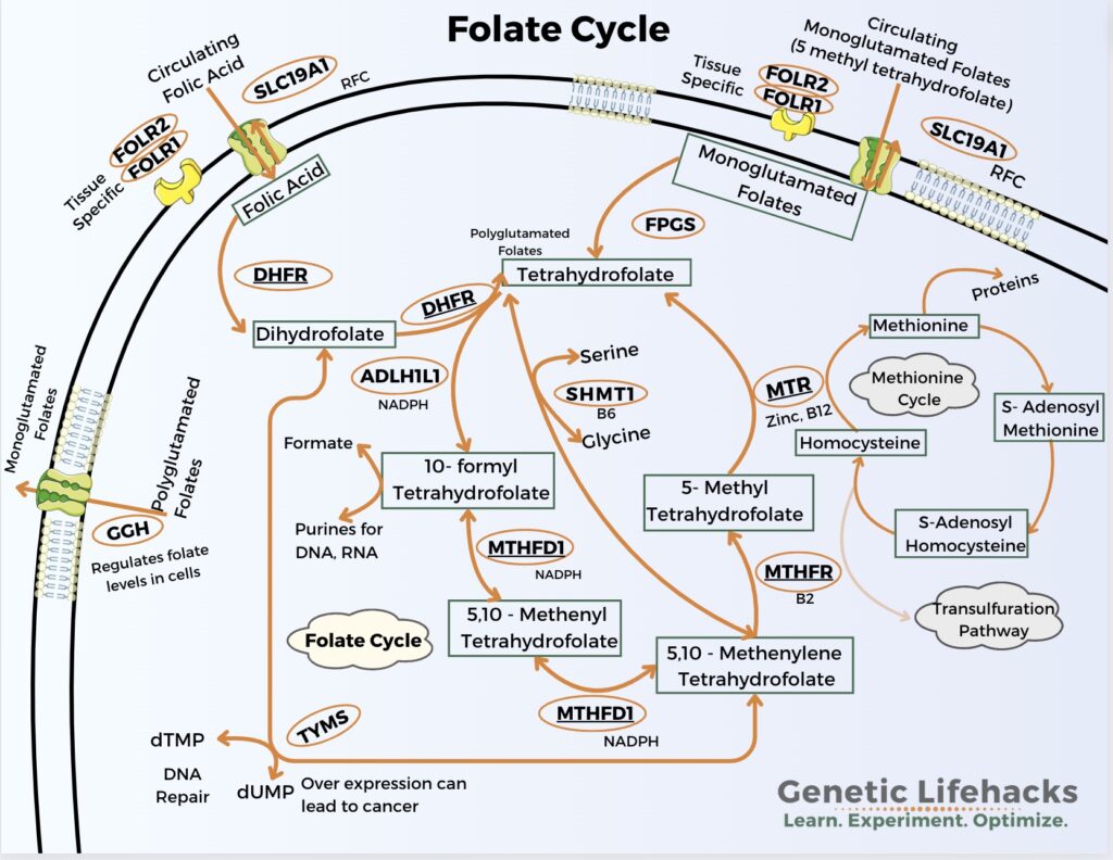 Pathway Diagrams