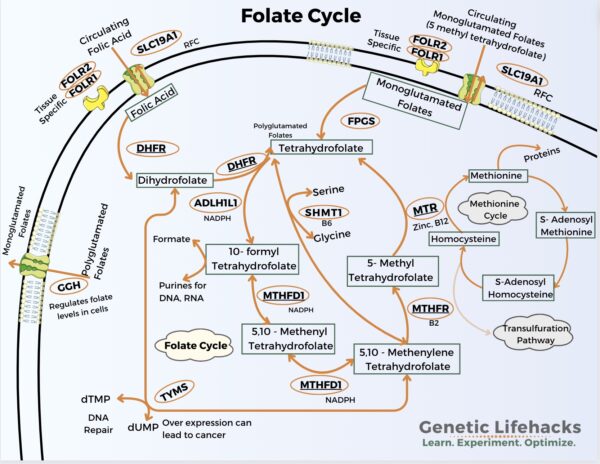 Pathway Diagrams