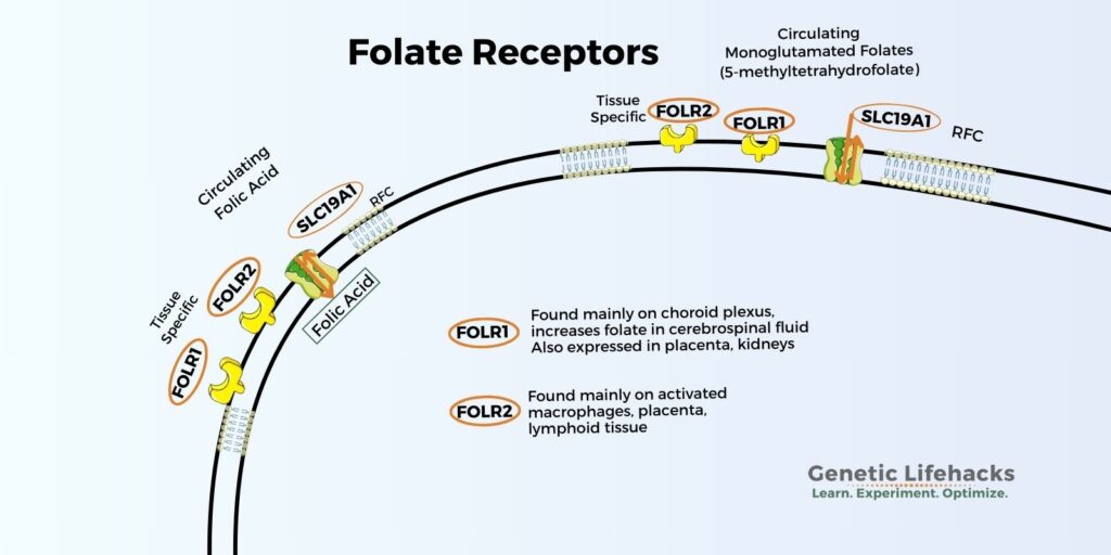 FOLR1 and FOLR2: Transporting Folate, Folinic Acid, and Folic Acid into ...