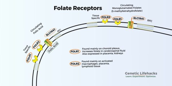 FOLR1 and FOLR2: Transporting Folate, Folinic Acid, and Folic Acid into ...