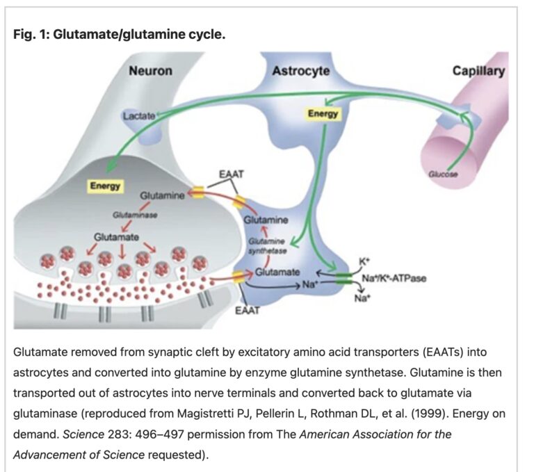 Glutamate: Synthesis, transport, and supplement interactions