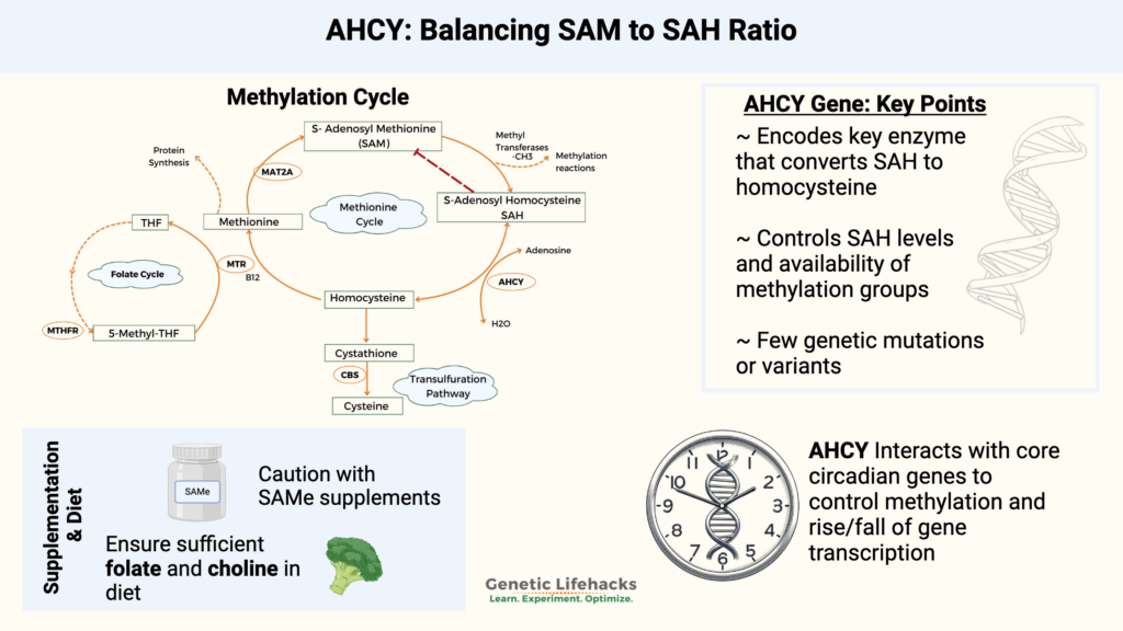 Methylation Cycle Articles and Genes - Genetic Lifehacks