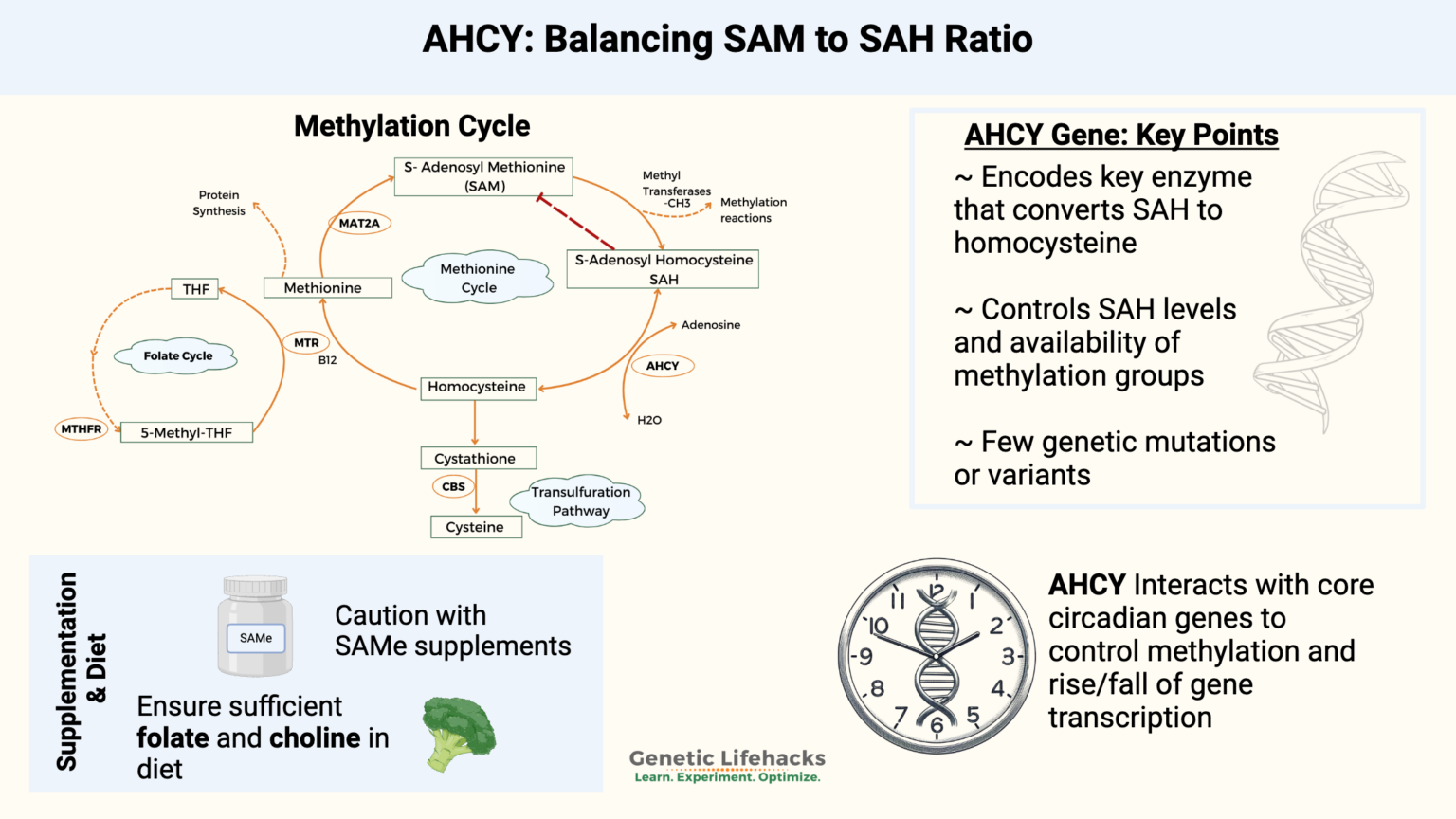 Methylation Cycle Articles and Genes - Genetic Lifehacks