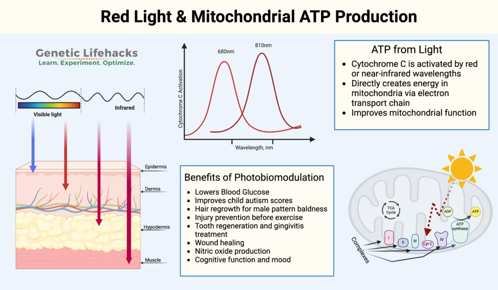 Red Light and Photobiomodulation: ATP from Photons