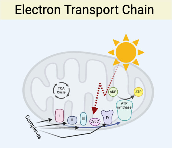 Red Light and Photobiomodulation: ATP from Photons