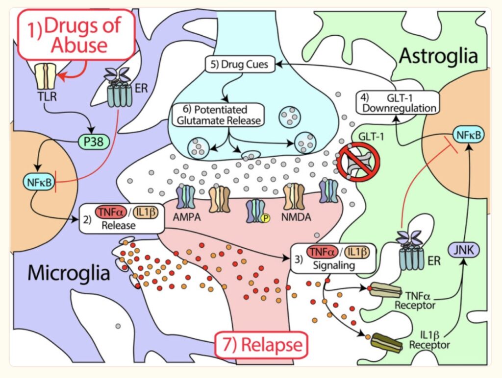 Glutamate: Synthesis, transport, and supplement interactions