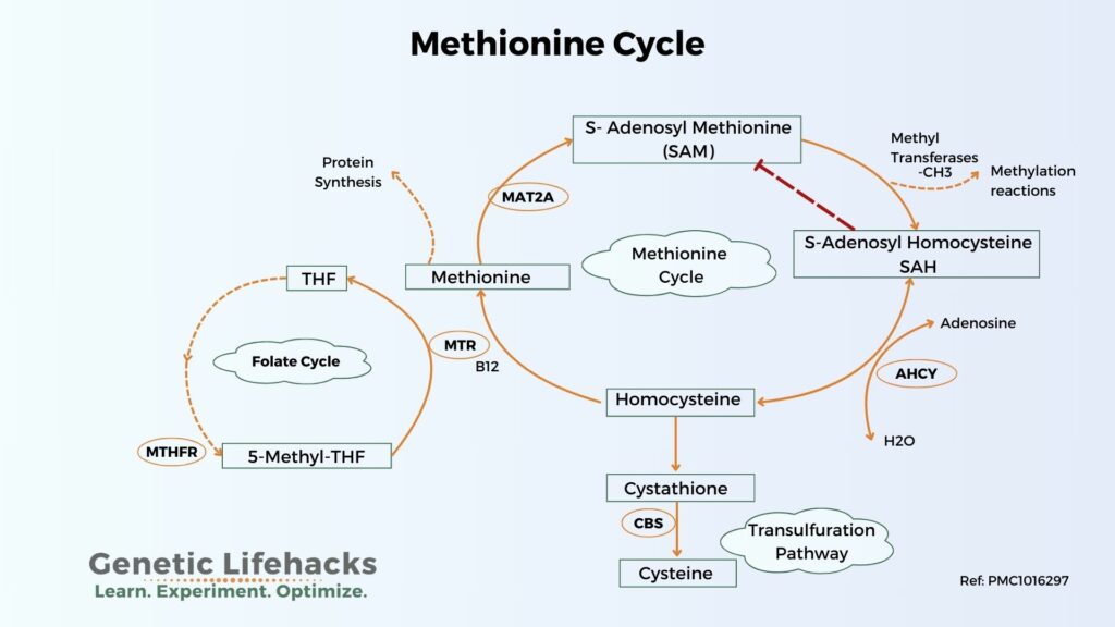 AHCY Gene: Tying together methylation and homocysteine