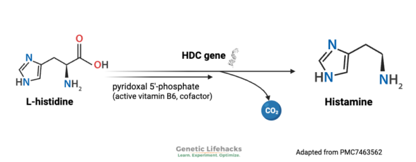 Histamine Intolerance: Understanding Genes, Managing Symptoms