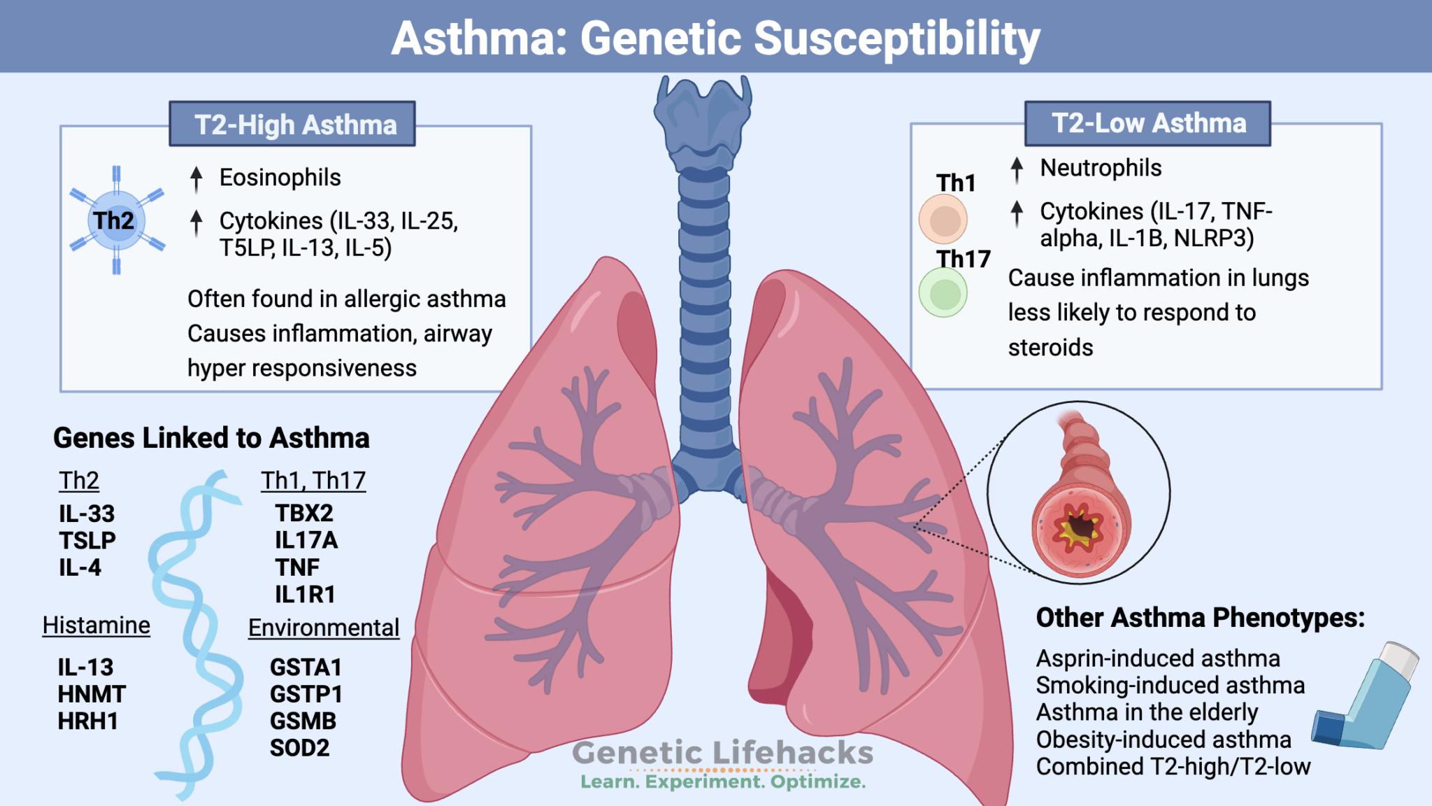 Asthma Genes: Understanding your genetic pathways