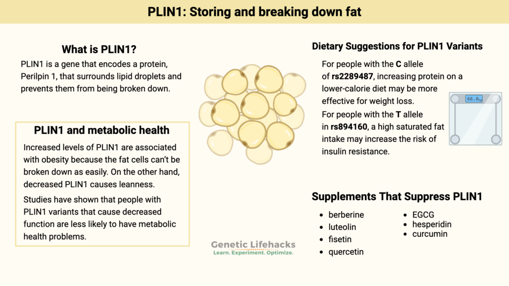 PLIN1: Storing and Breaking Down Fat
