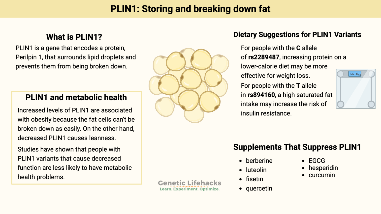 PLIN1: Storing and Breaking Down Fat