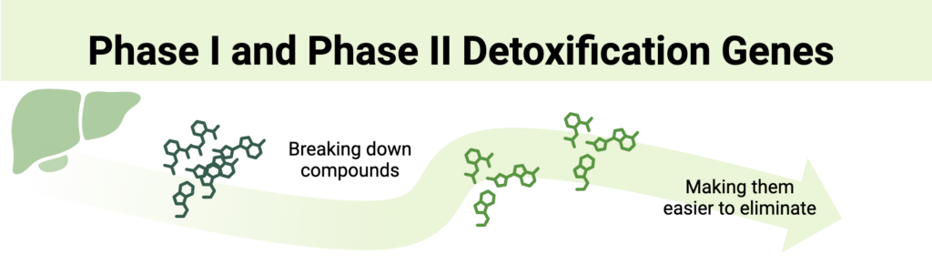 Detoxification: Phase I and Phase II Detox Genes - Genetic Lifehacks