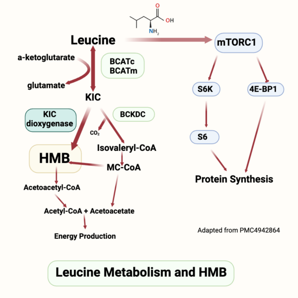 HMB Supplement and Muscle Mass