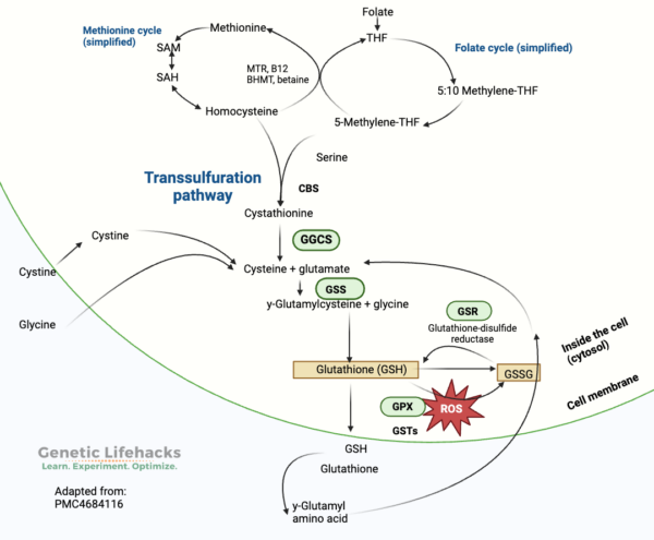 Glutathione: Master Antioxidant, Reducing Oxidative Stress, and ...