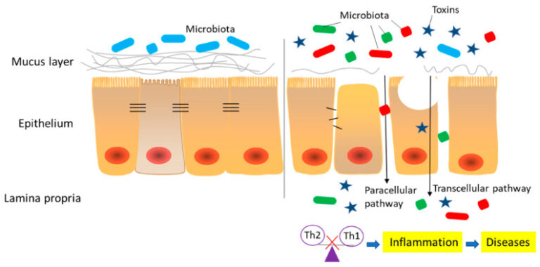 Gut Mucosal Barrier & Mucin Genes: Diet and DNA Shape Your Gut Defense