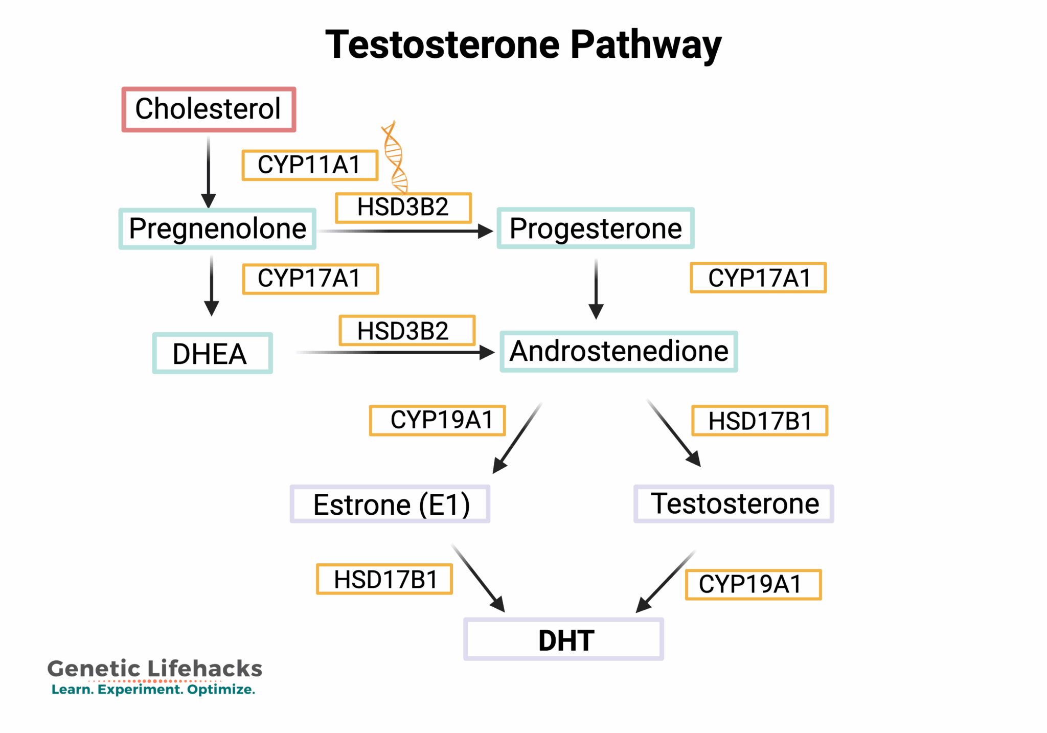 Testosterone: Genetic Variants that Impact Testosterone Levels