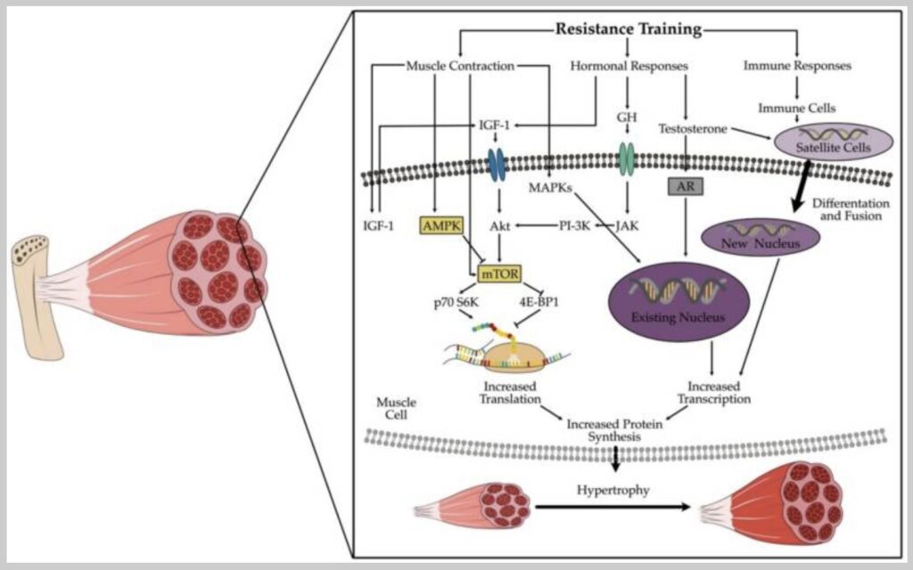 Resistance Training Genetics: Personalized Muscle Building
