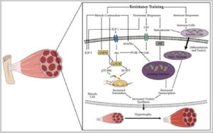 Resistance Training Genetics: Personalized Muscle Building