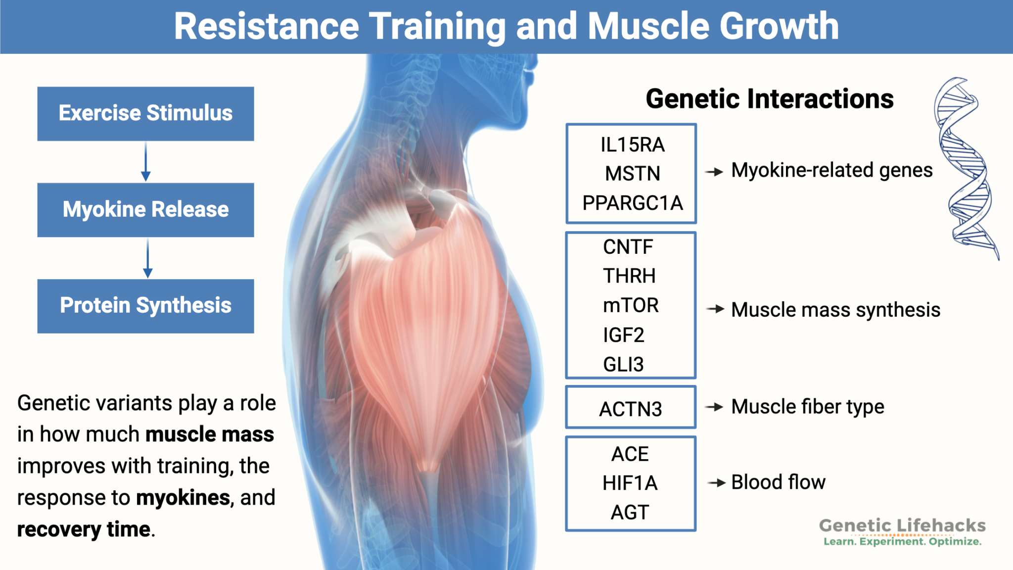 Genetic Lifehacks: Understand your genes.