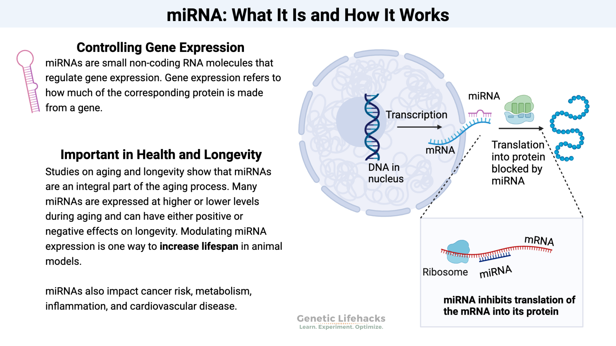 Genetic Lifehacks: Understand your genes.