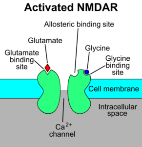 Glutamate Receptors and Transporters